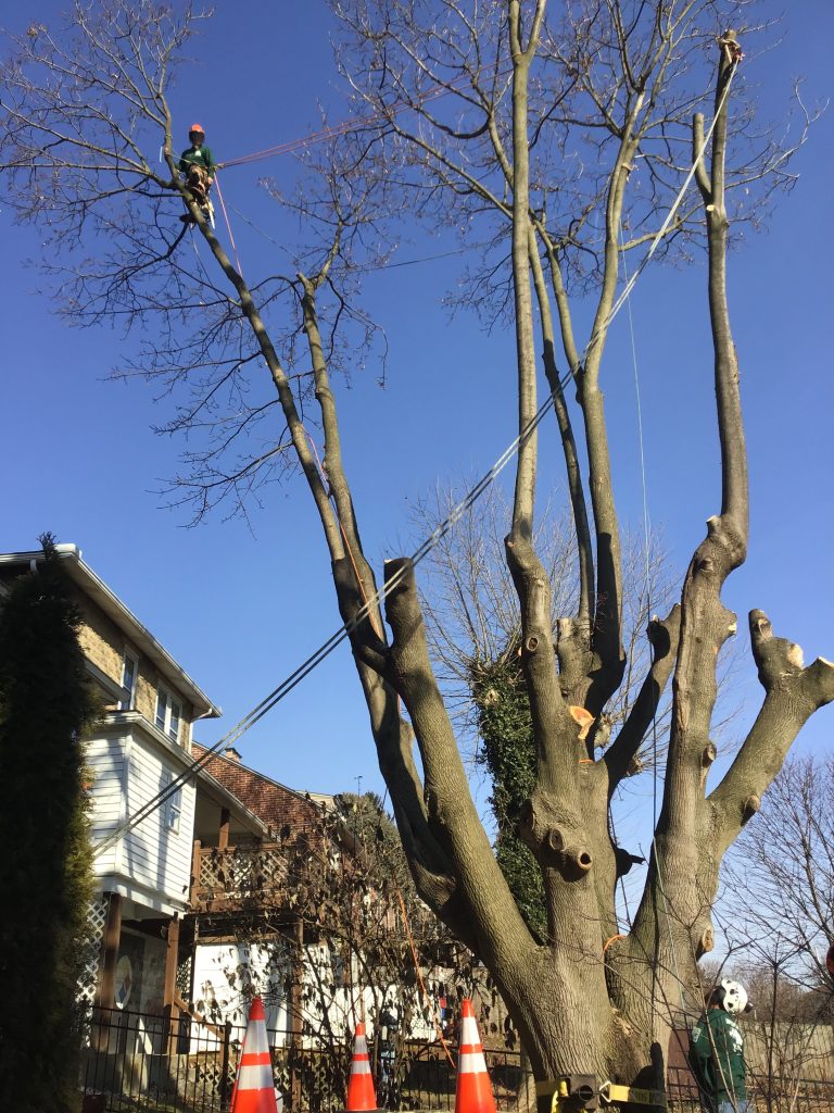 Gallery - Specialty Tree Service