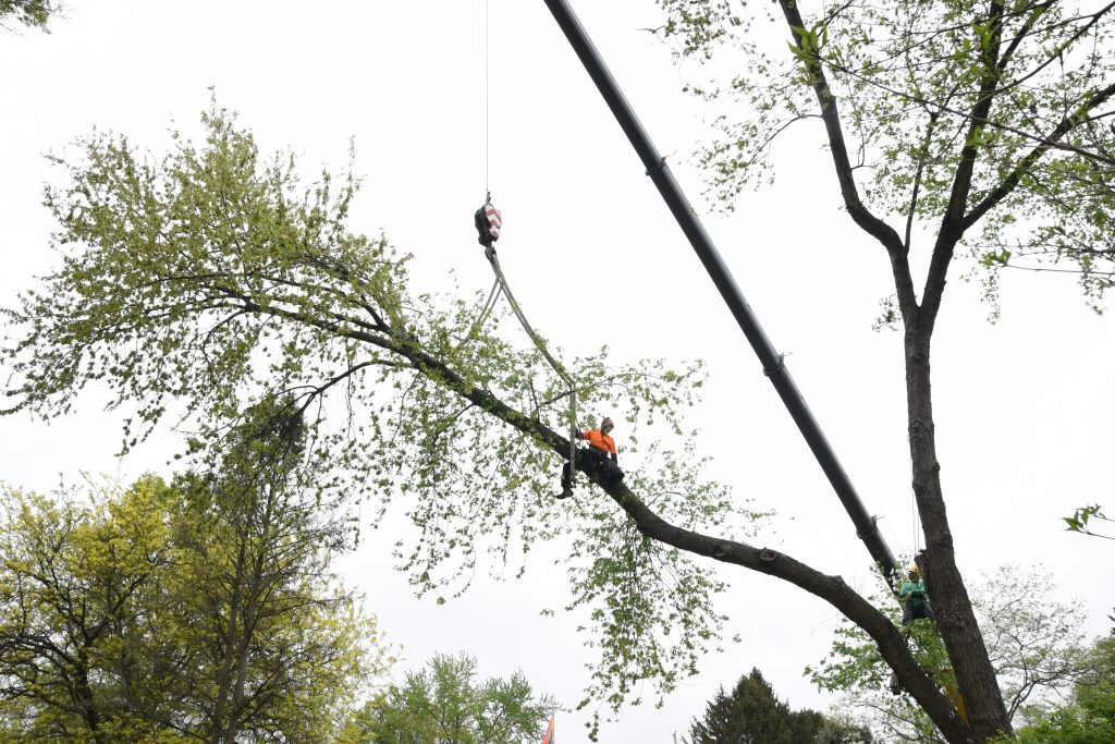 Gallery - Specialty Tree Service
